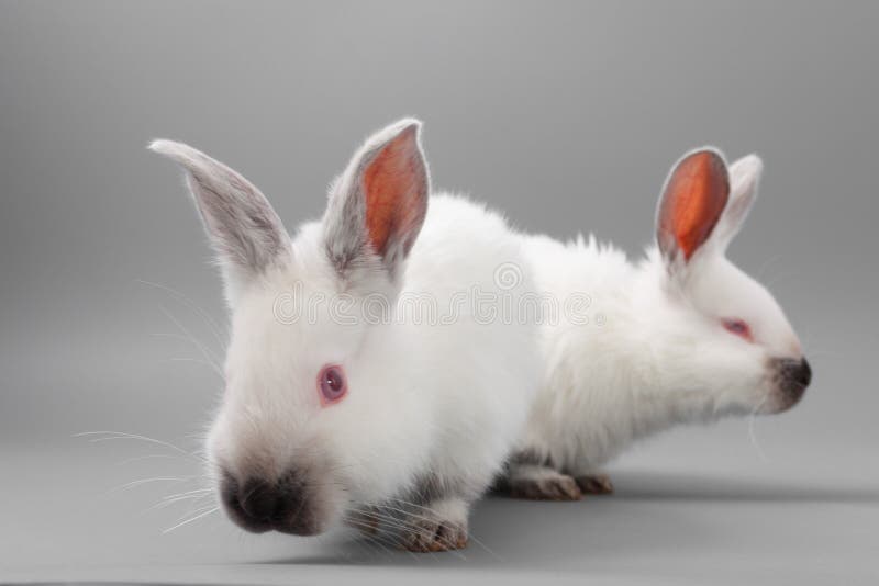 Wit Konijn Met Rode Ogen Op Een Grijze Achtergrond Studio Stock ...