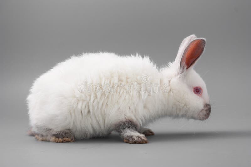 Wit Konijn Met Rode Ogen Op Een Grijze Achtergrond Studio Stock Foto ...