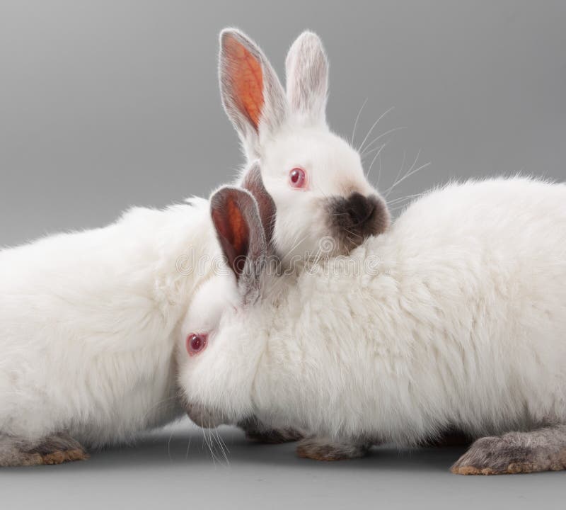 Wit Konijn Met Rode Ogen Op Een Grijze Achtergrond Studio Stock ...