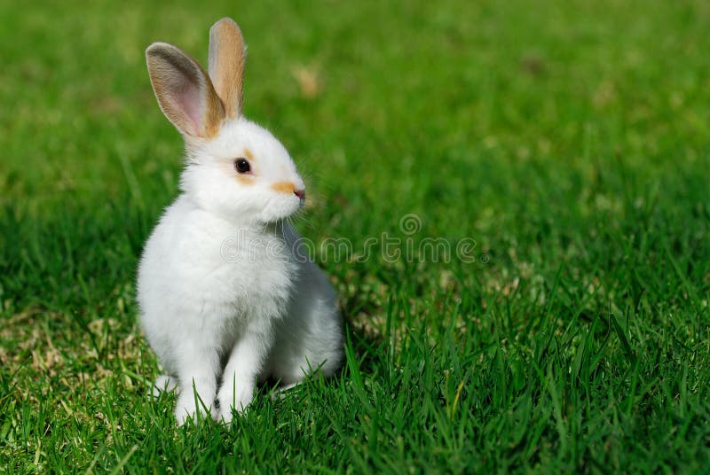 Witte konijn op het gras stock foto. Image of lichaam - 1773478