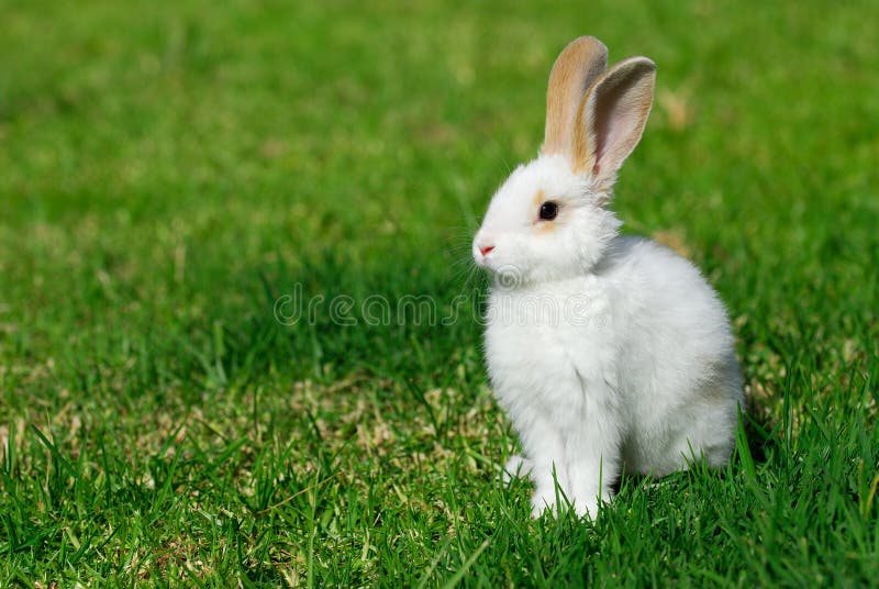 Wit konijn op het gras stock foto. Image of oren, fauna - 1773490
