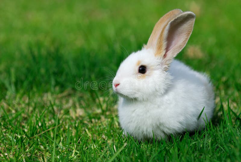 Witte konijn op het gras stock afbeelding. Image of landbouwbedrijf ...