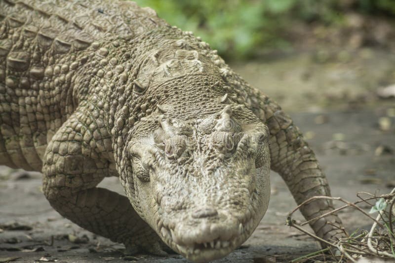 Krokodil/Zoetwaterkrokodil stock foto. Image of wild - 103686364