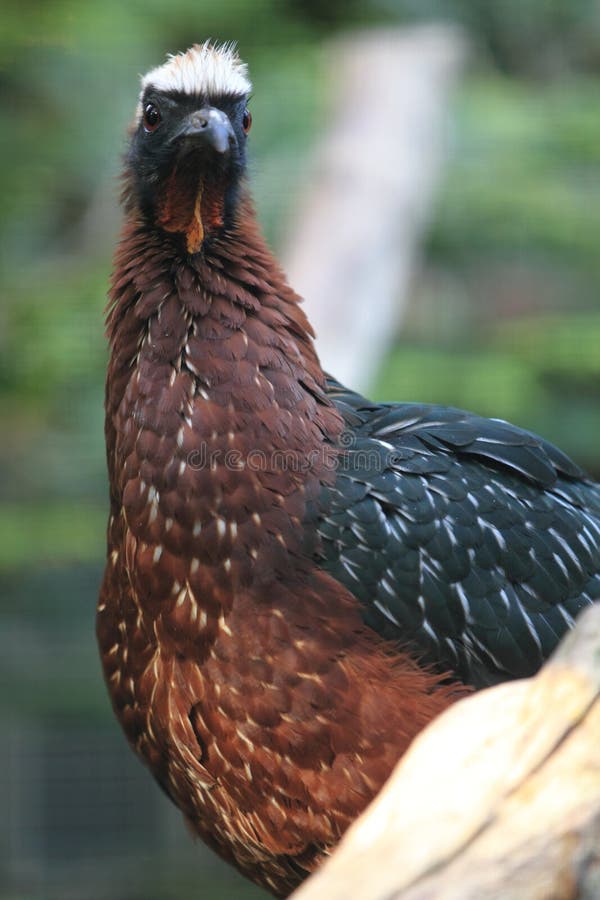 Wit-kuif guan stock afbeelding. Image of penelope, rivier - 30657769