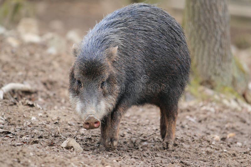 Wit-lipped pekari stock foto. Image of centraal, naderen - 29137974