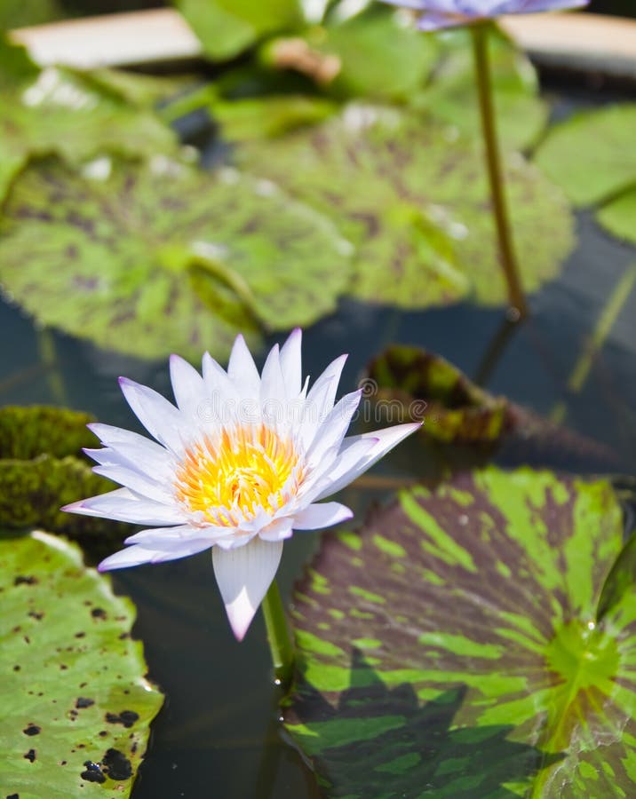 Witte lotusbloem stock foto. Image of macro, aquatisch - 21033010