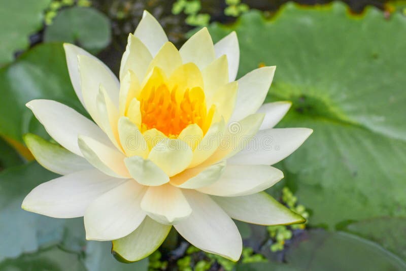 Lotus-stigma stock foto. Image of chinees, geest, kolom - 142342384