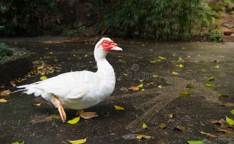 Wit Muscovy-eendportret, Musky Eend, Indoda, De Eend Van Barbarije ...