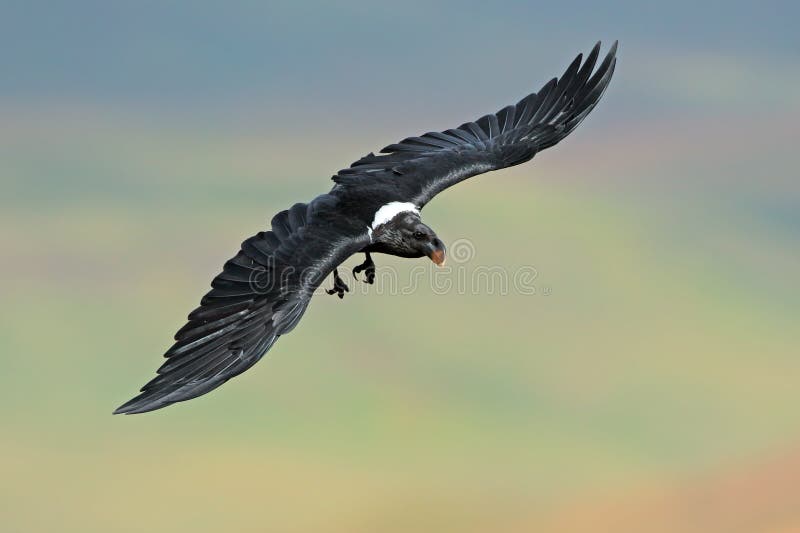 Wit-necked Raaf Tijdens De Vlucht Stock Afbeelding - Image of roofvogel ...