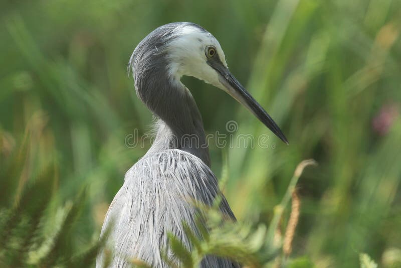 Wit-onder Ogen Gezien Reiger Stock Foto - Image of kruid, onder: 77436858