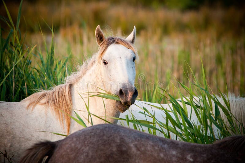 Witte Paarden Die Gras En Het Lachen Eten Stock Afbeelding - Image of ...