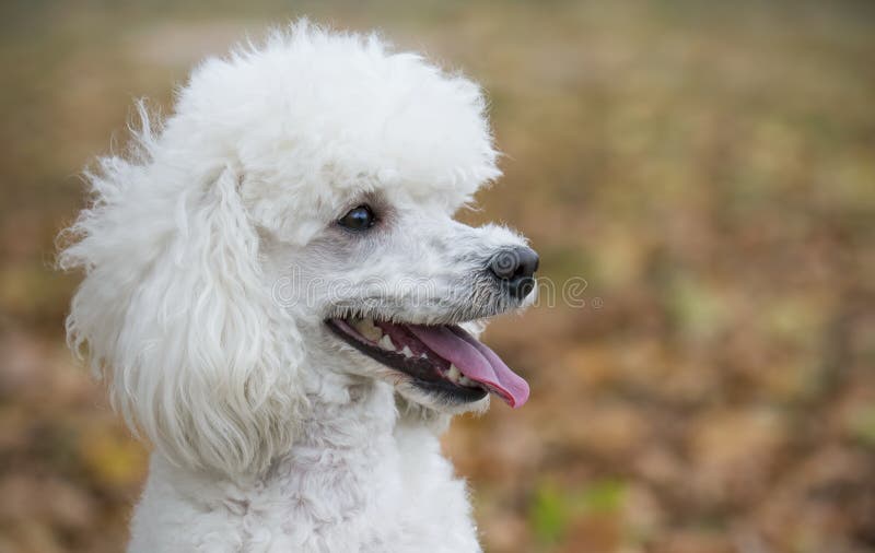 Witte poedel stock foto. Image of hond, binnenlands - 166808678