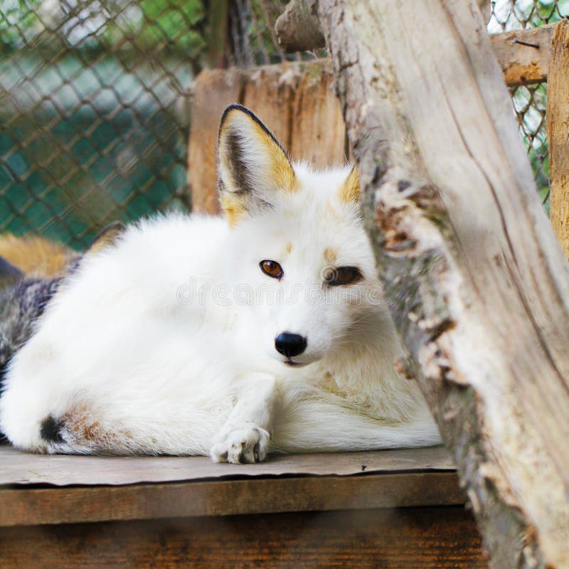 Poolvos In Diepe Witte Sneeuw Stock Foto - Afbeelding bestaande uit ...