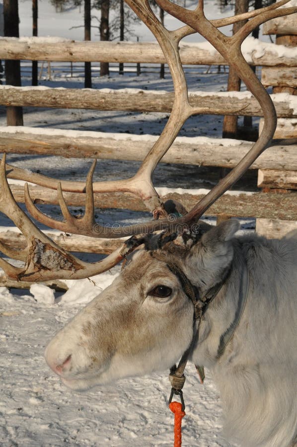 Witte Rendier En Suomi-mens in Ruka in Lapland in Finland Stock ...