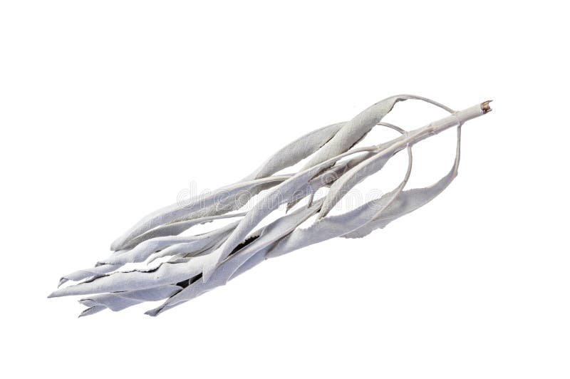 Wit wijs kruid stock afbeelding. Image of homeopathisch - 39962721