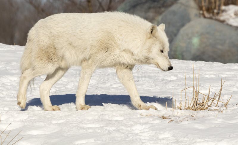 Wit Wolf Walking in the Snow Stock Afbeelding - Image of honds, canis ...