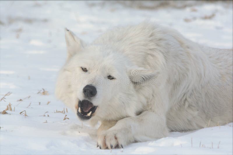 Wit Wolf in Winter stock afbeelding. Image of zoogdier - 53758315