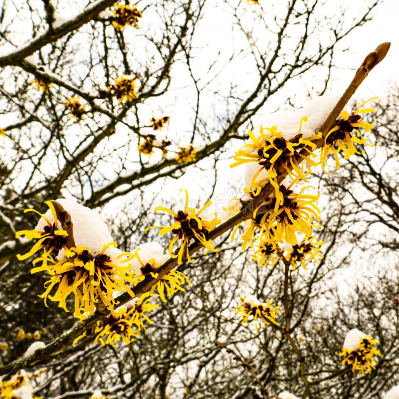 Witch hazel in bloom stock photo. Image of colorful - 167915086
