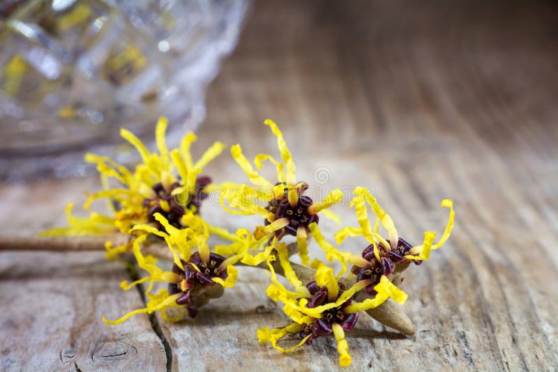 Witch Hazel in Bloom on Old Rustic Wood Stock Image - Image of crystall ...