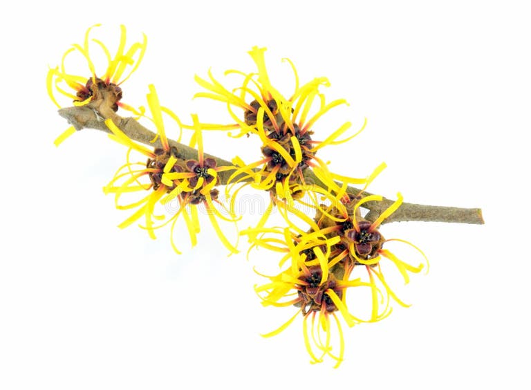 Witch Hazel Branch stock image. Image of isolated, petal - 24397537