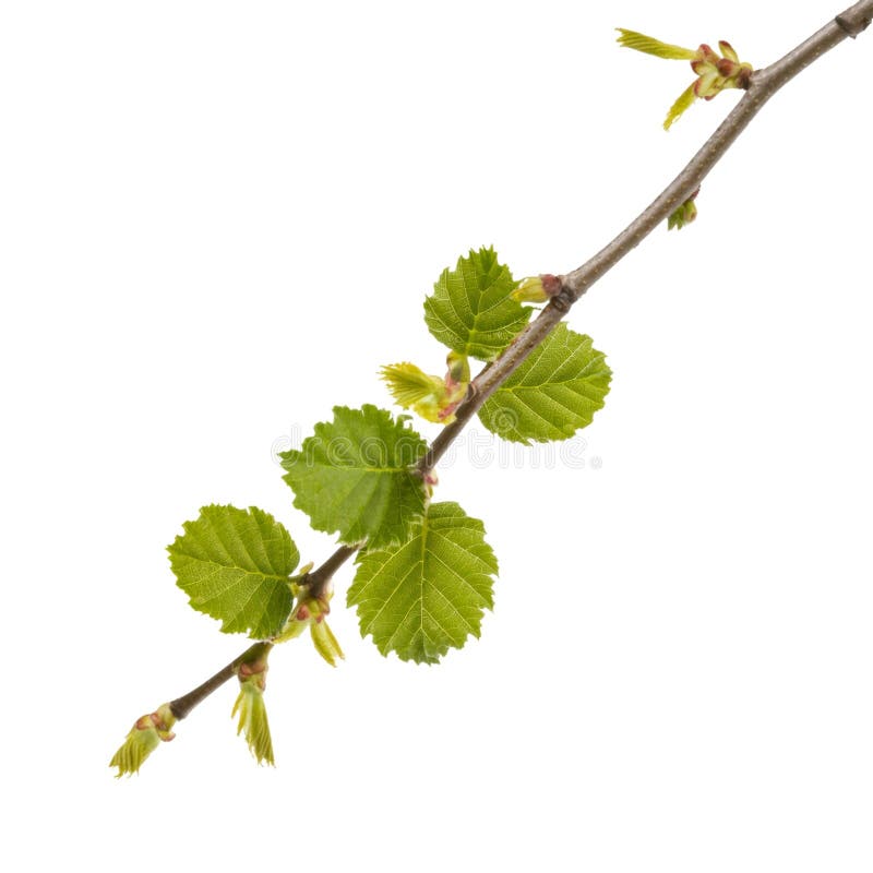Witch Hazel Branch Sprouting Delicate Green Leaves Against White ...