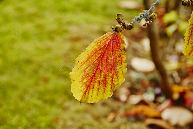 Witch hazel stock photo. Image of leaves, nature, colour - 127912226