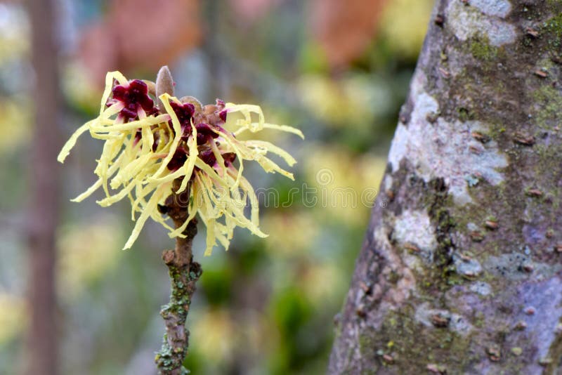 Witch Hazel Flower 02 stock photo. Image of nature, wyche - 209035960