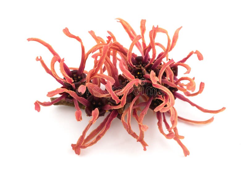 Witch hazel flower stock image. Image of blossom, isolated - 228656315