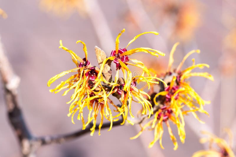 Witch hazel flowers stock photo. Image of garden, trees - 78881946