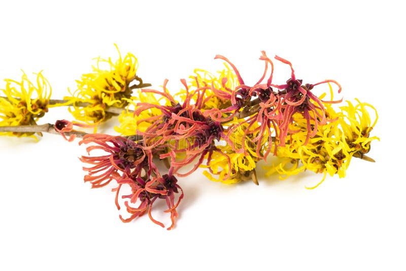 Witch hazel flowers stock photo. Image of nature, hamamelis - 255334674