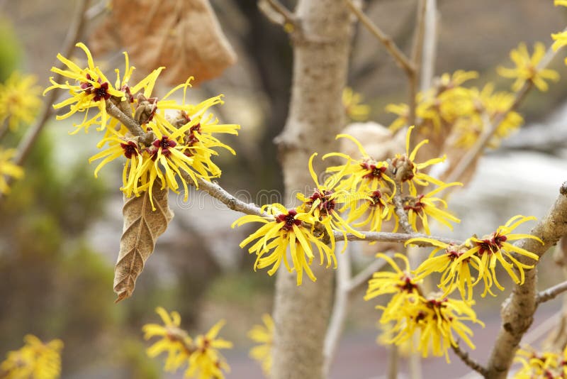 Witch hazel flowers stock image. Image of hamamelidaceae - 87786177