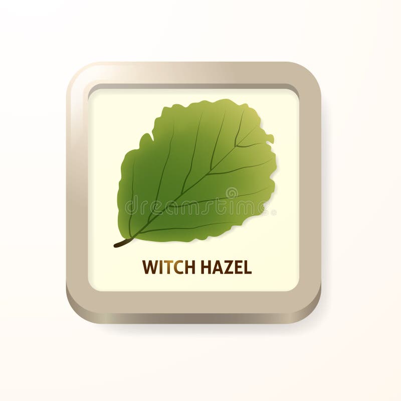 Witch Hazel Leaf. Vector Illustration Decorative Design Stock Vector ...