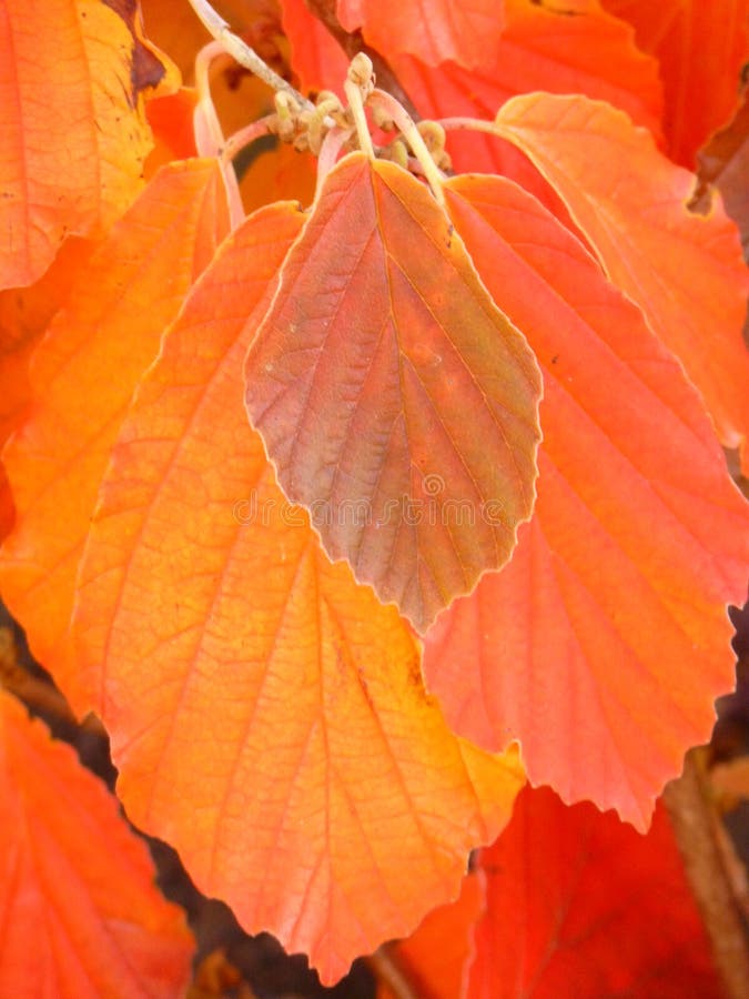 Witch Hazel Leaves stock image. Image of colour, color - 27300737