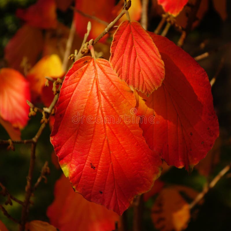 Witch Hazel Leaves stock image. Image of orange, bright - 61851807