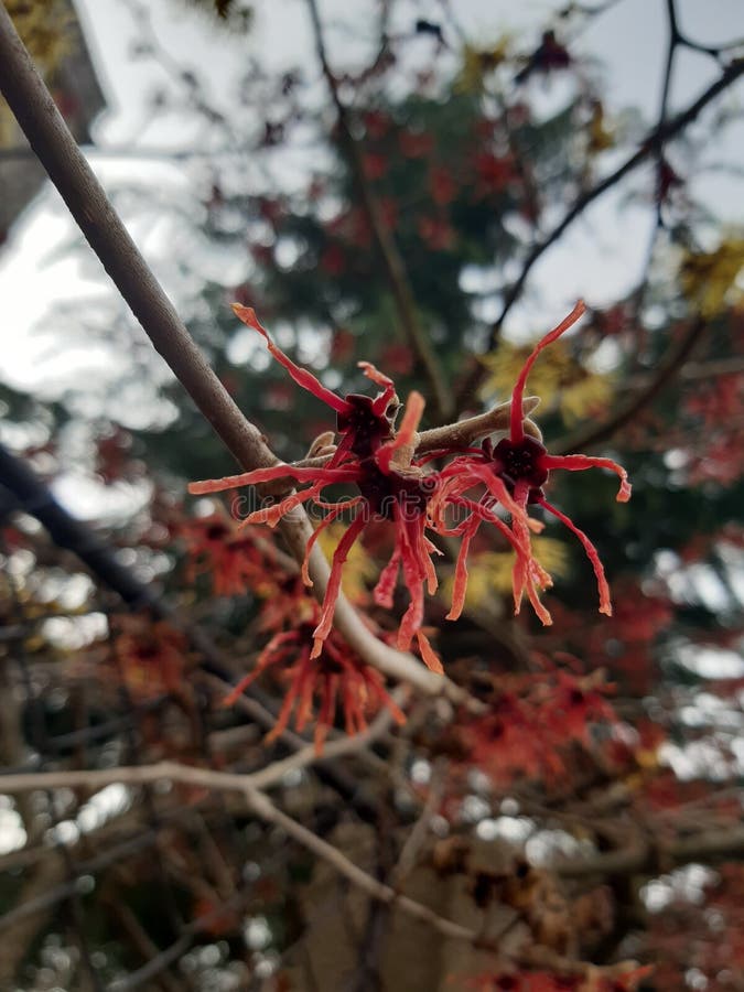 Witch Hazel Nature Background Stock Photo - Image of snow, frost: 213265100