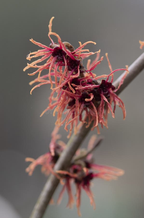 Witch Hazel Ruby Glow , Hamamelis Stock Image - Image of hazel, autumn ...