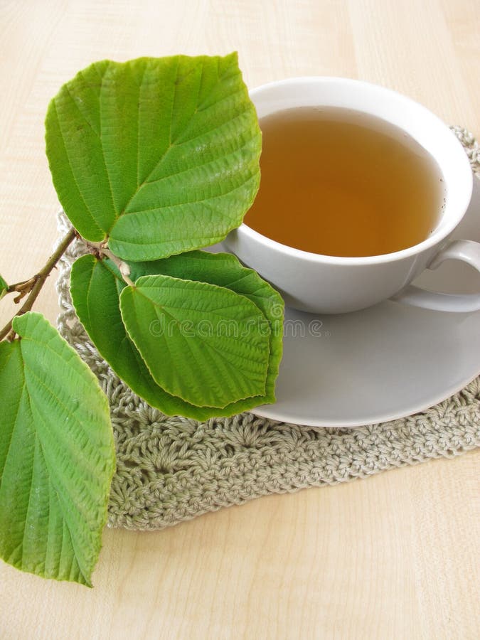 Witch hazel tea stock image. Image of wich, naturopathy - 45879791