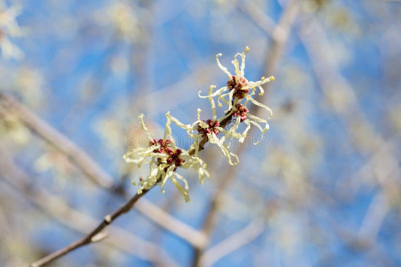 Witch Hazel Tree Blooms in the Spring. Hamamelis Mollis Stock Image ...