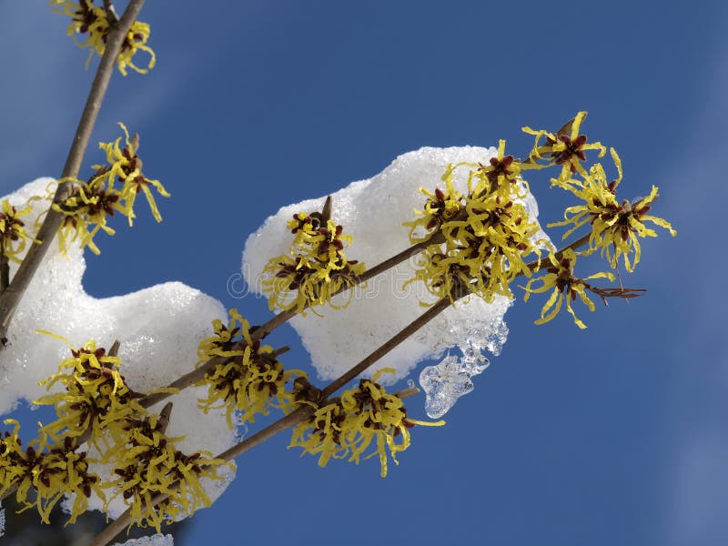 Witch-Hazel in Winter, Hamamelis Hybrid in Winter Stock Image - Image ...