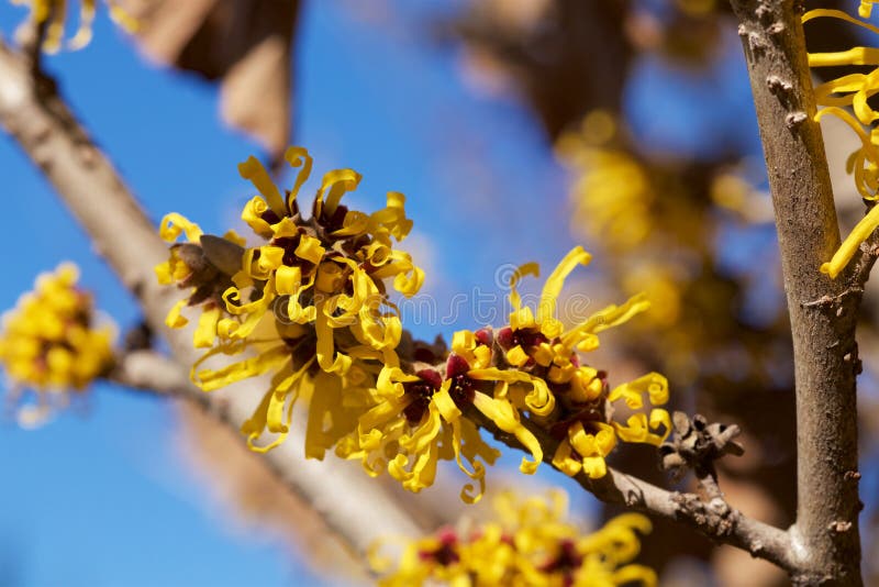 Witch Hazel that Yellow Beautiful Flowers Bloom Early Spring. Stock ...