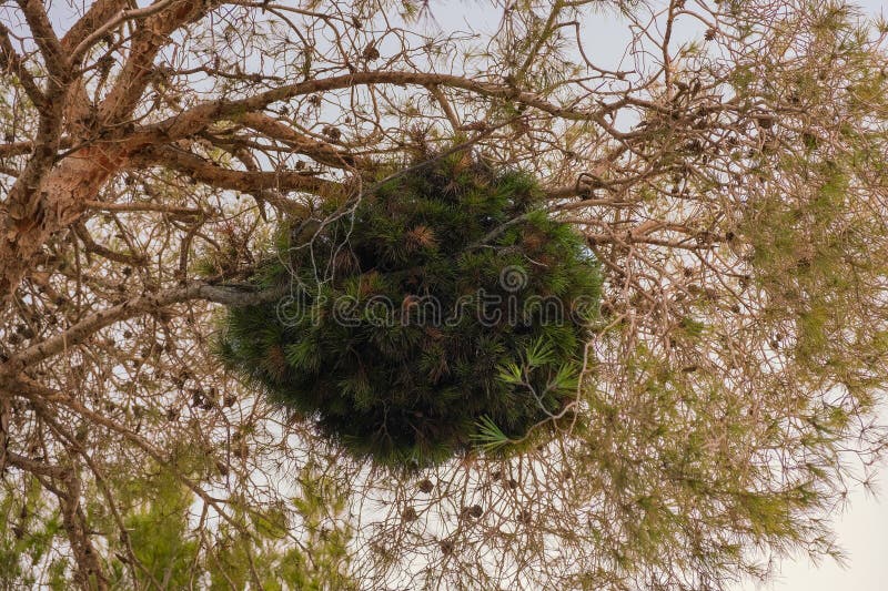 Witch S Broom Deformed Pine Tree Branch Stock Photo - Image of anomaly ...
