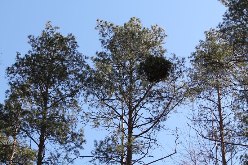 Witches Broom In Pine Trees