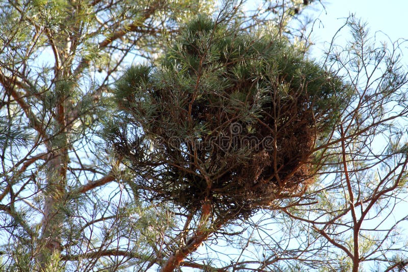 Witch`s broom on pine tree stock photo. Image of phytopathology - 245618750