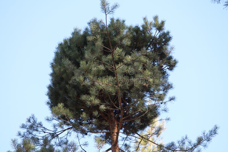Witch`s broom on pine tree stock photo. Image of pinus - 245618786