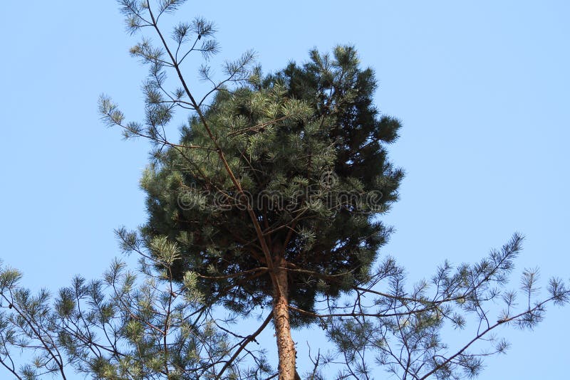 Witches Broom In Pine Trees