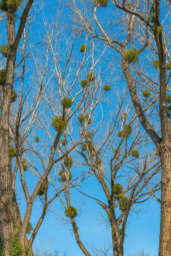 Witch S Broom is a Tree Deformity, Dense Mass of Shoots Grows from a ...