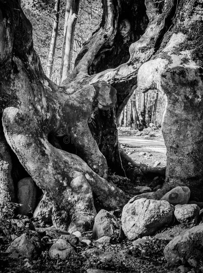 The Witch Tree stock image. Image of locals, dream, nature - 91478017