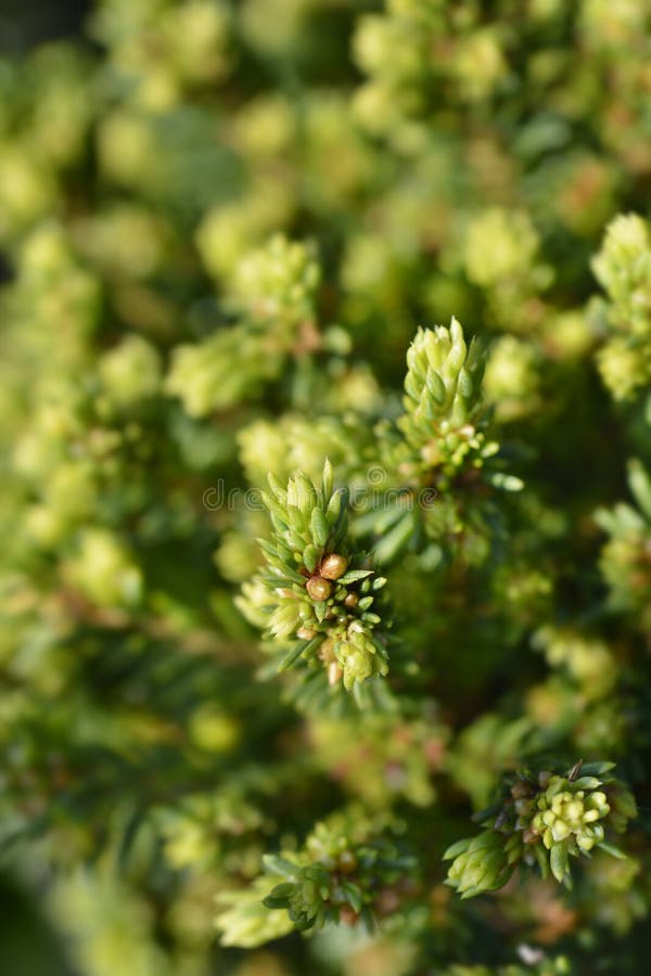 Witchel Norway spruce stock photo. Image of spruce, latin - 354707984