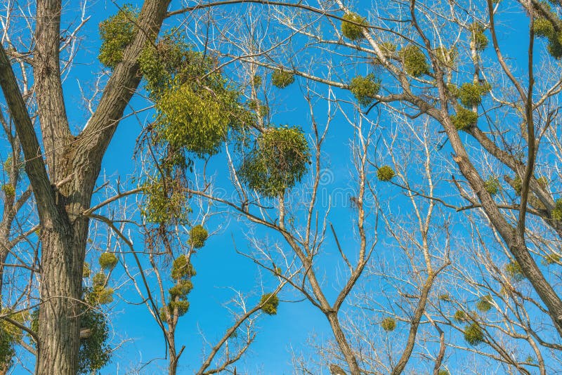 Witches Broom is a Tree Deformity, Dense Mass of Shoots Grows from a ...