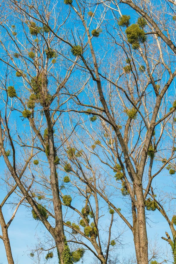 Witches Broom is a Tree Deformity, Dense Mass of Shoots Grows from a ...